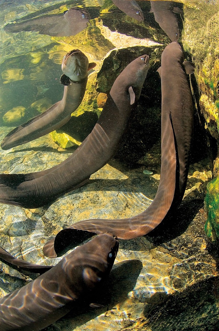 eel migration sydney
